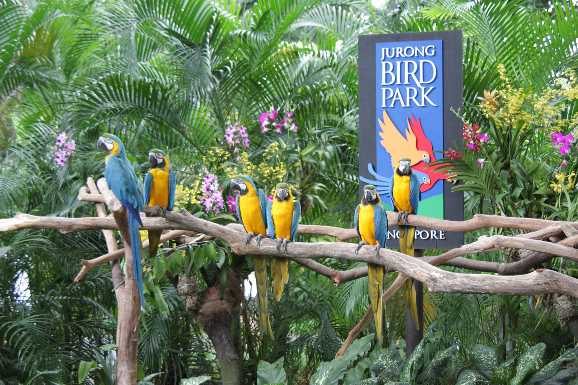 Jurong-Bird-Park.jpg (1920×1280)-花瓣网
